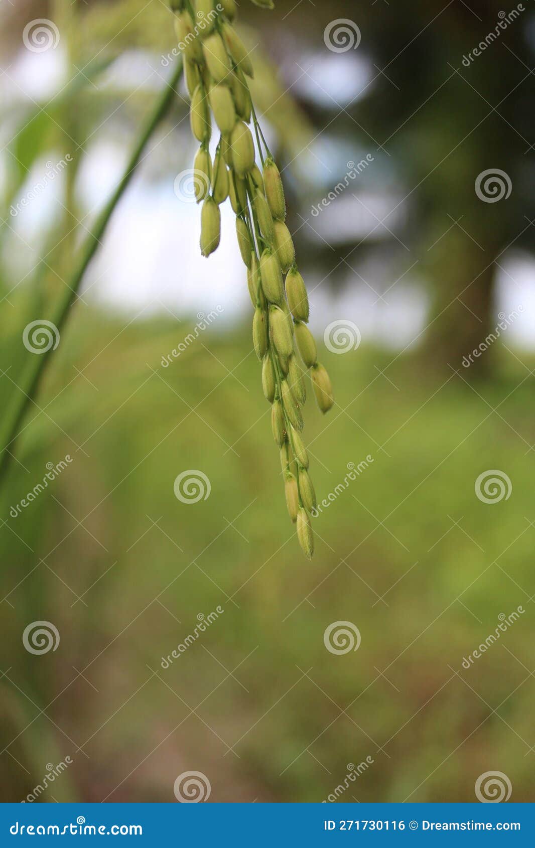 Rice fruit stock photo. Image of natural, macro, photogarapymacro ...