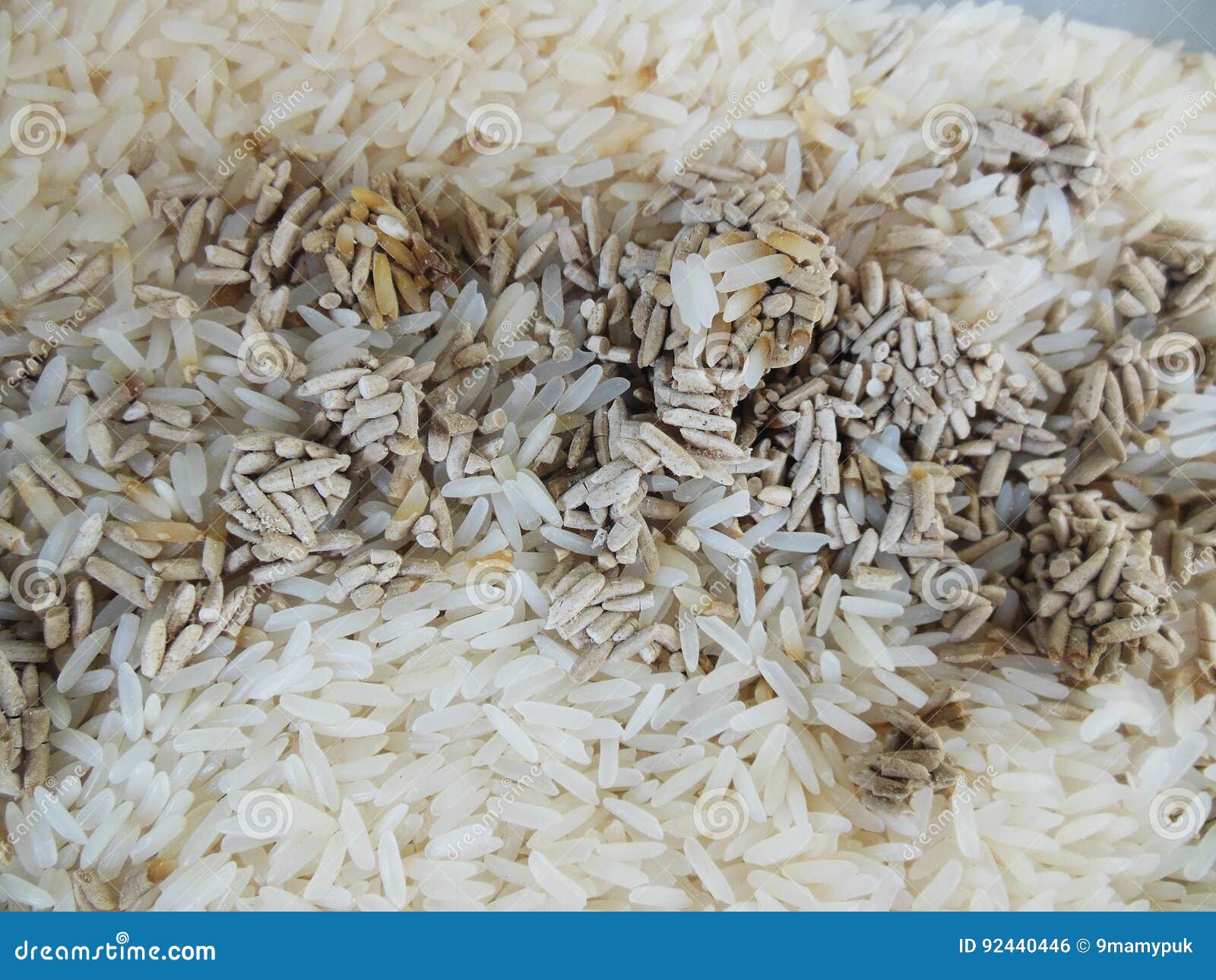 Rice is fungus stock photo. Image of toxic, food, natural - 92440446