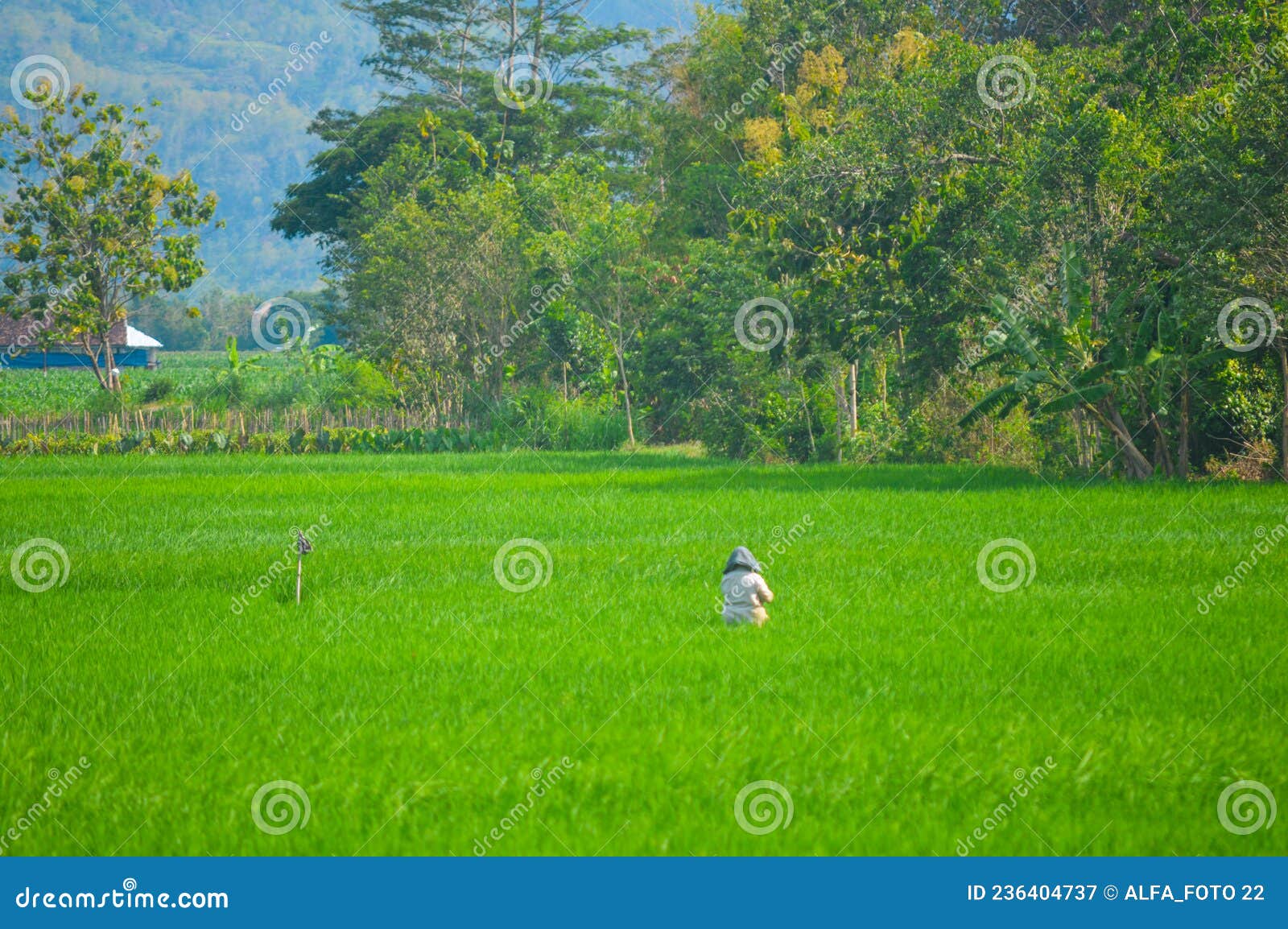 Green Rice field #1 stock image. Image of areas, greatly - 236404737