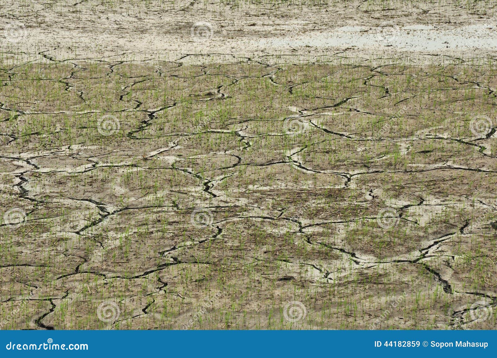 Rice germination stock image. Image of nature, green - 44182859