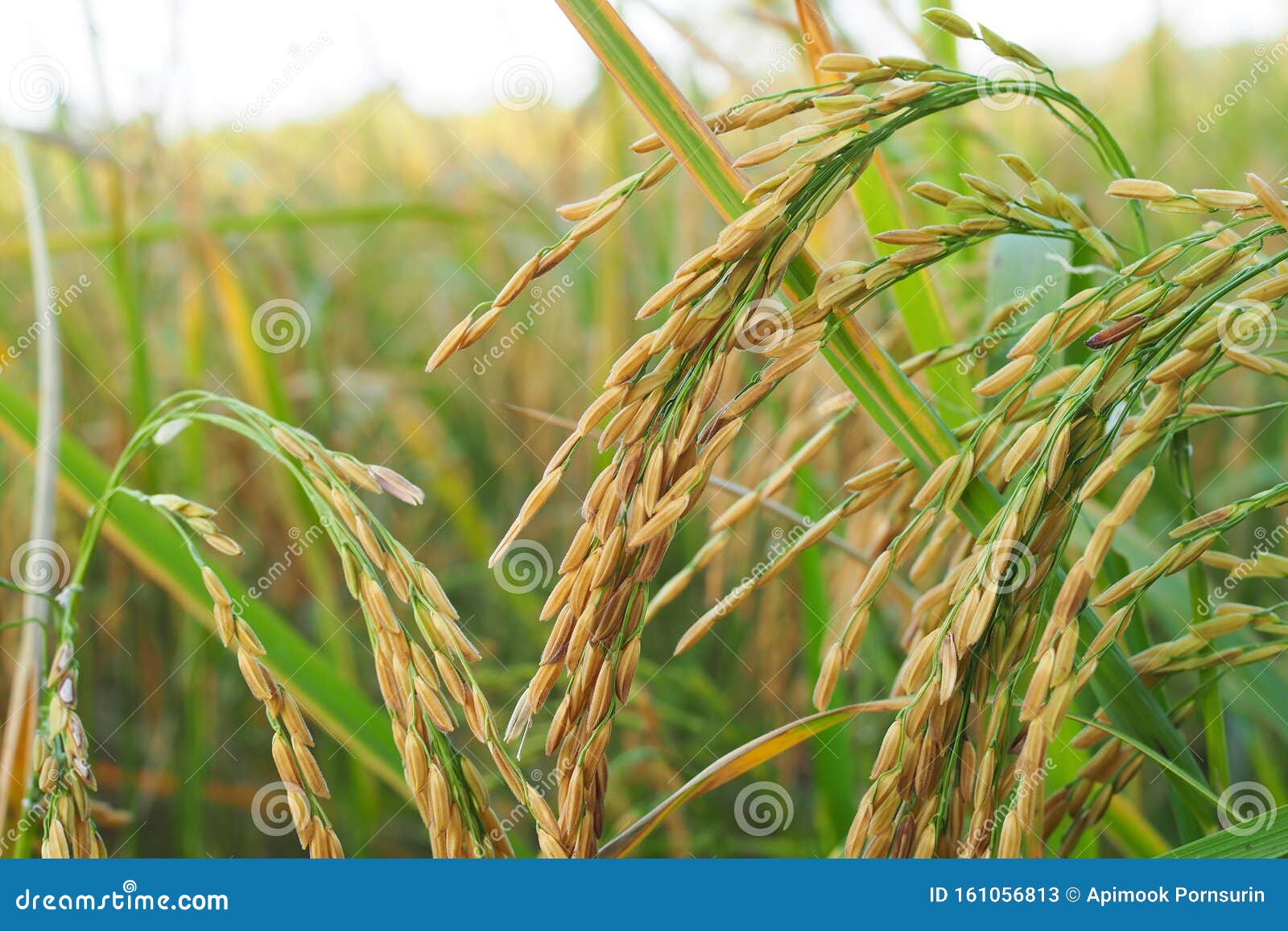 Rice of Gold Paddy in Field for Background Stock Image - Image of ...