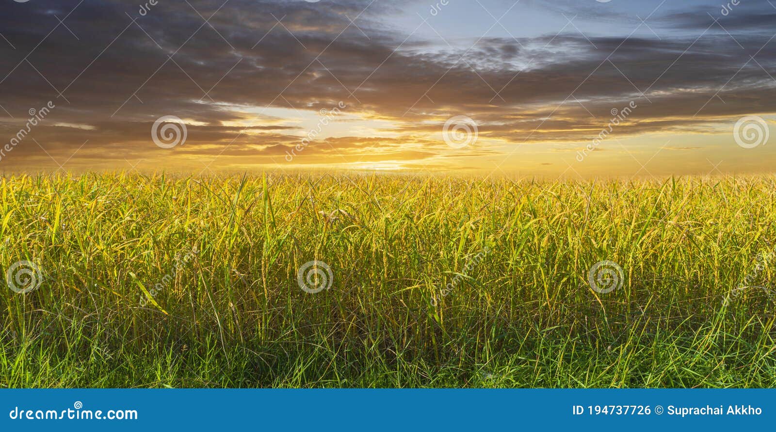 Rice Golden and Sunset Background Stock Photo - Image of foliage ...