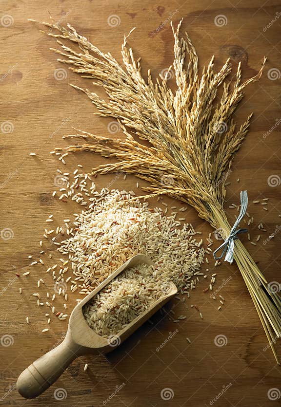 Rice grain stock photo. Image of diet, grow, natural - 13883638