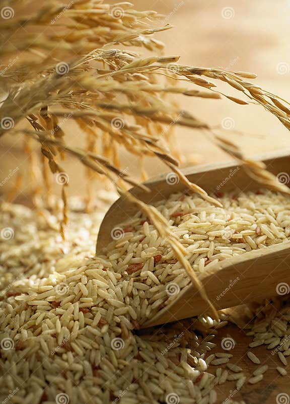 Rice grain stock image. Image of crop, grass, chinese - 13883683