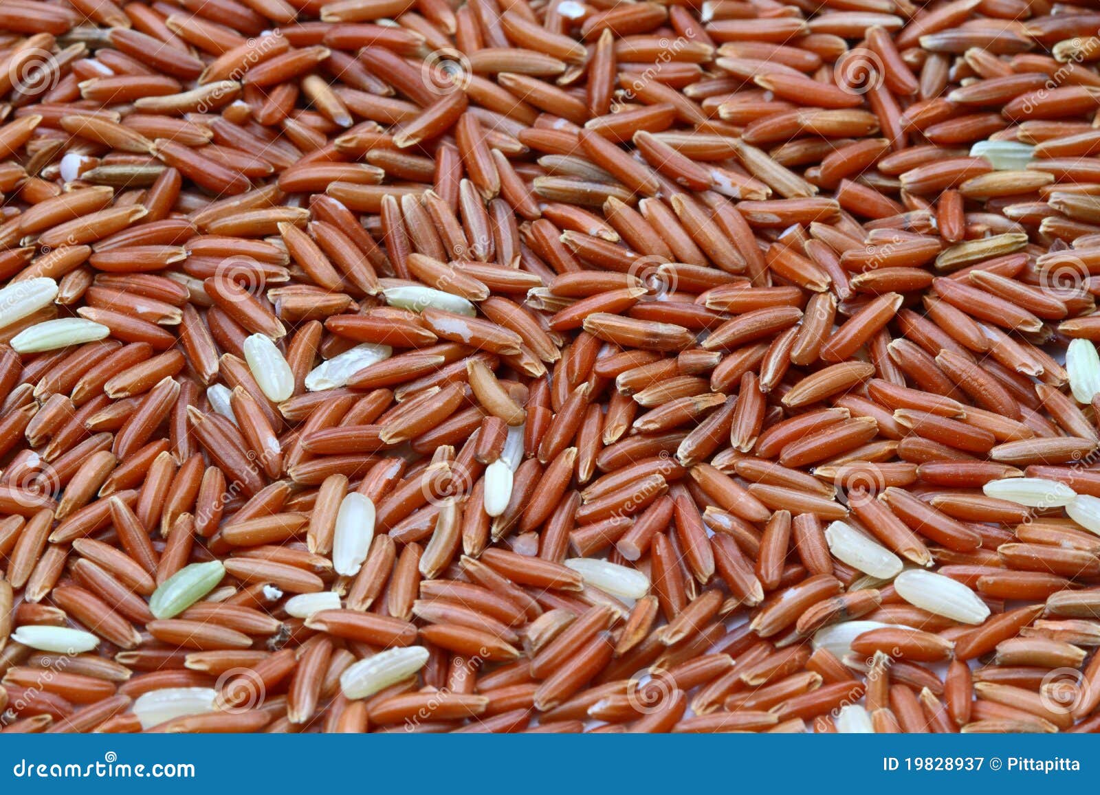 Rice Grain stock image. Image of brown, food, vegetarian - 19828937