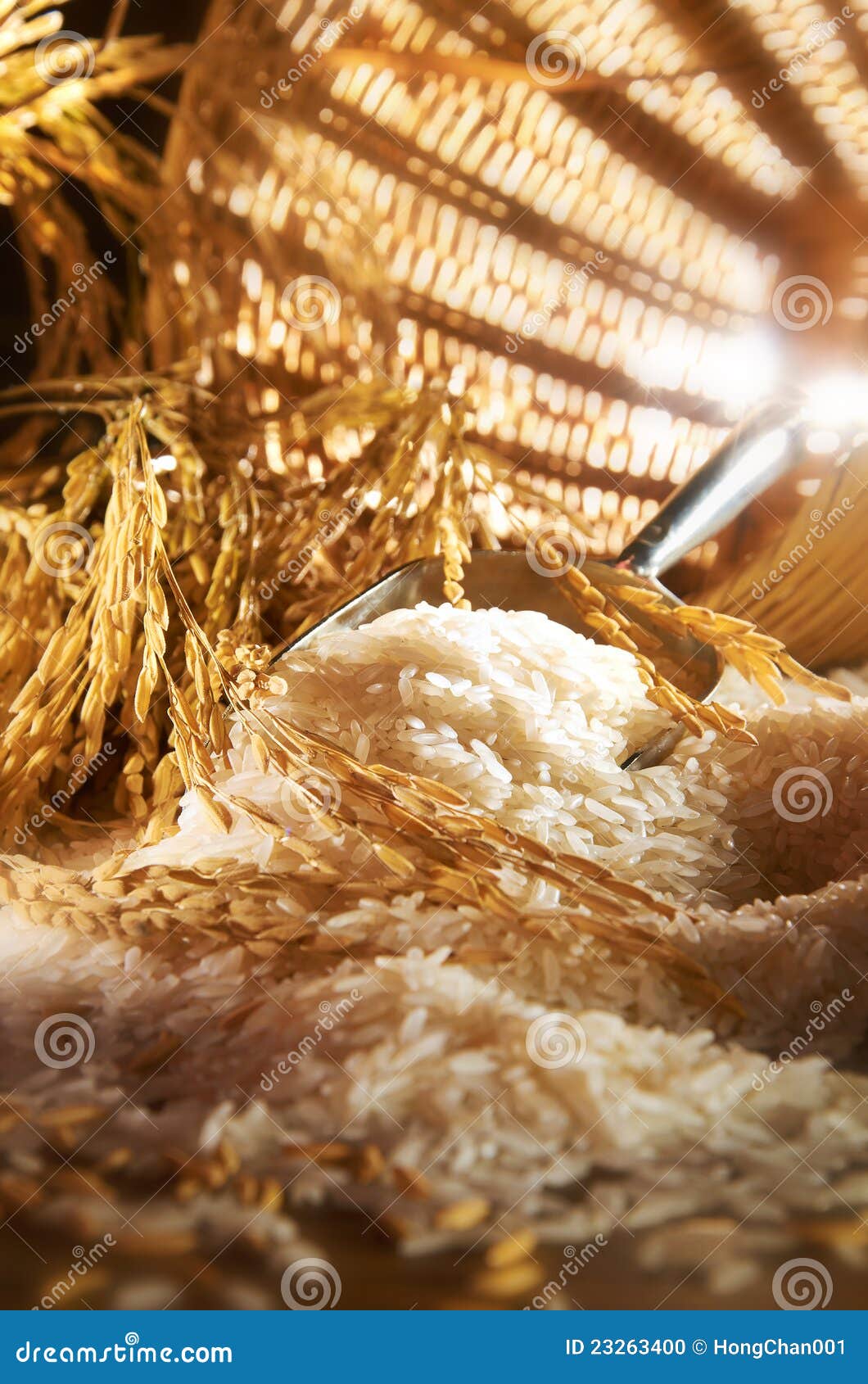 Rice Grain stock photo. Image of closeup, diet, asia - 23263400
