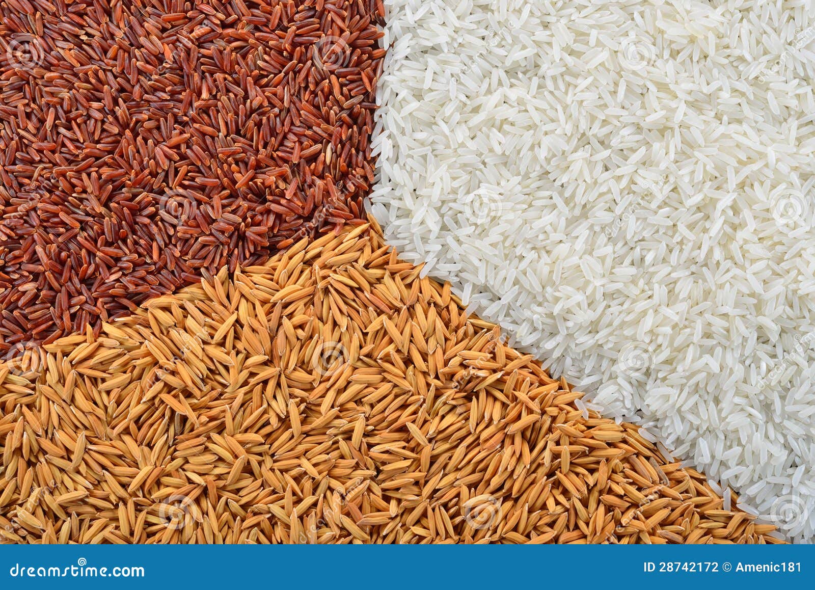 Rice grain stock photo. Image of dinner, cereal, farm - 28742172