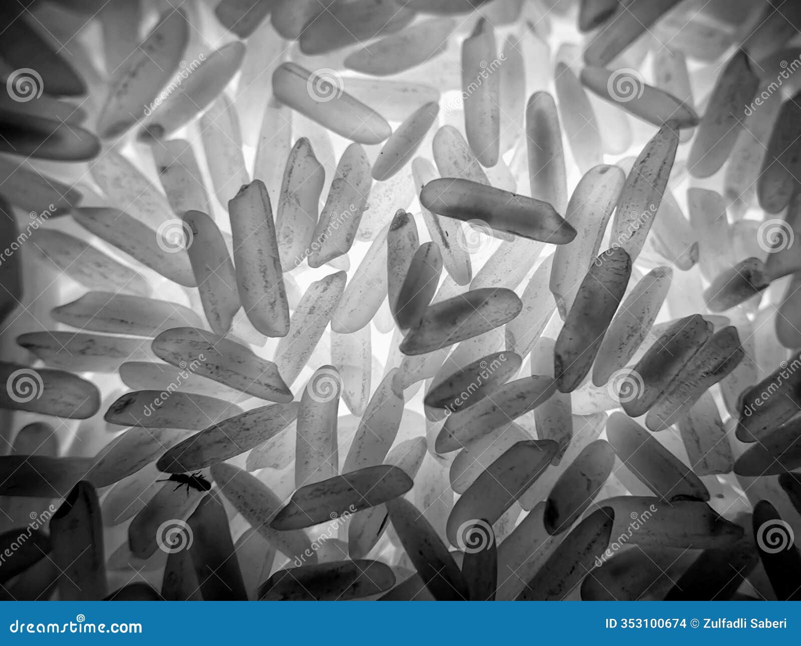 Rice Grain in Black and White Color Stock Photo - Image of color, black ...