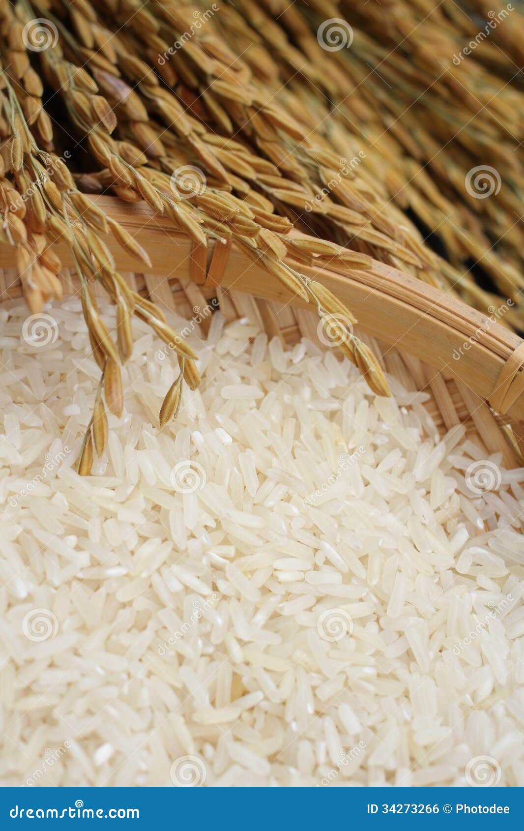 Rice grain stock photo. Image of gold, asia, cereal, brown - 34273266