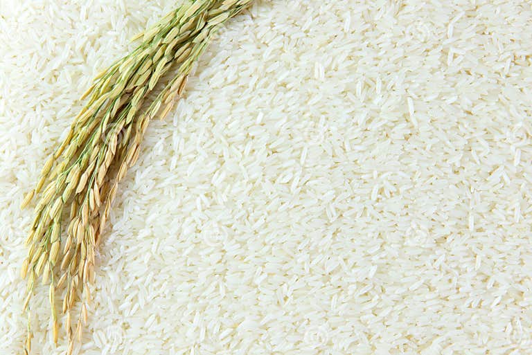 Rice grain stock photo. Image of jasmine, asia, harvesting - 34698974