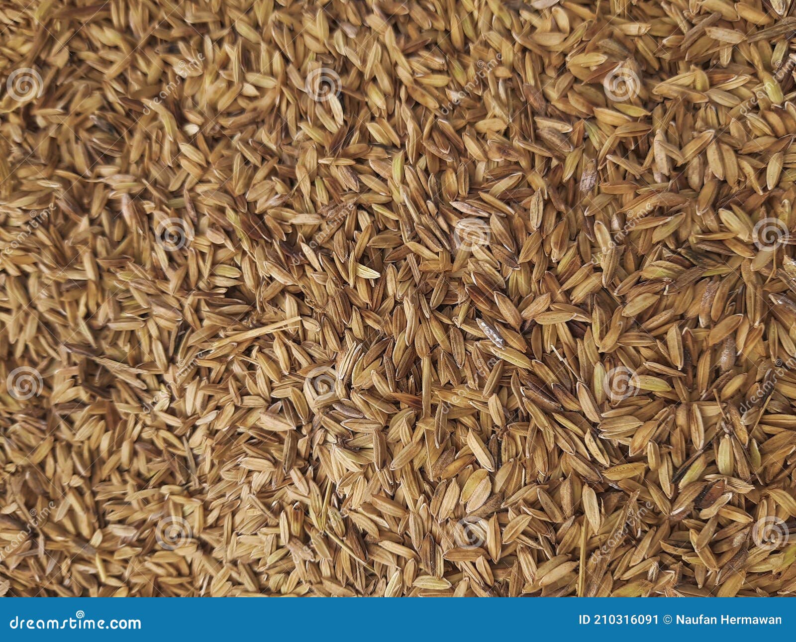 Unprocessed rice stock image. Image of close, agriculture - 210316091