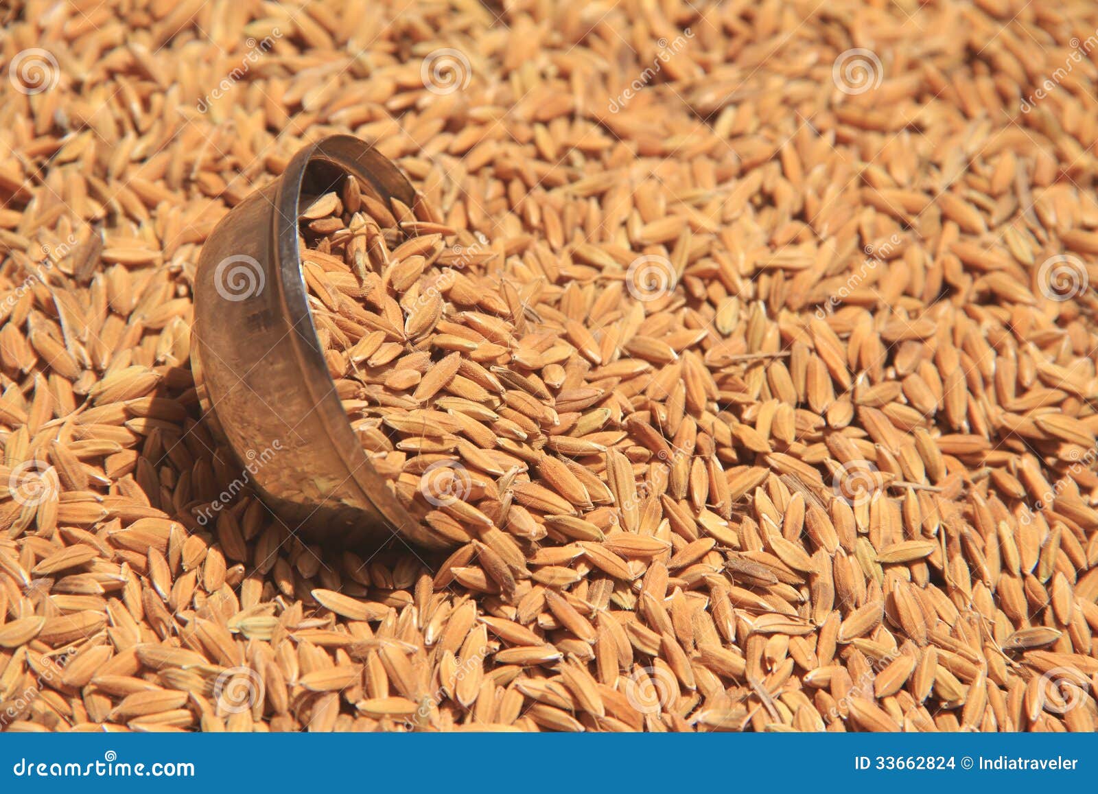 Rice Grain Closeup. stock photo. Image of natural, grow - 33662824