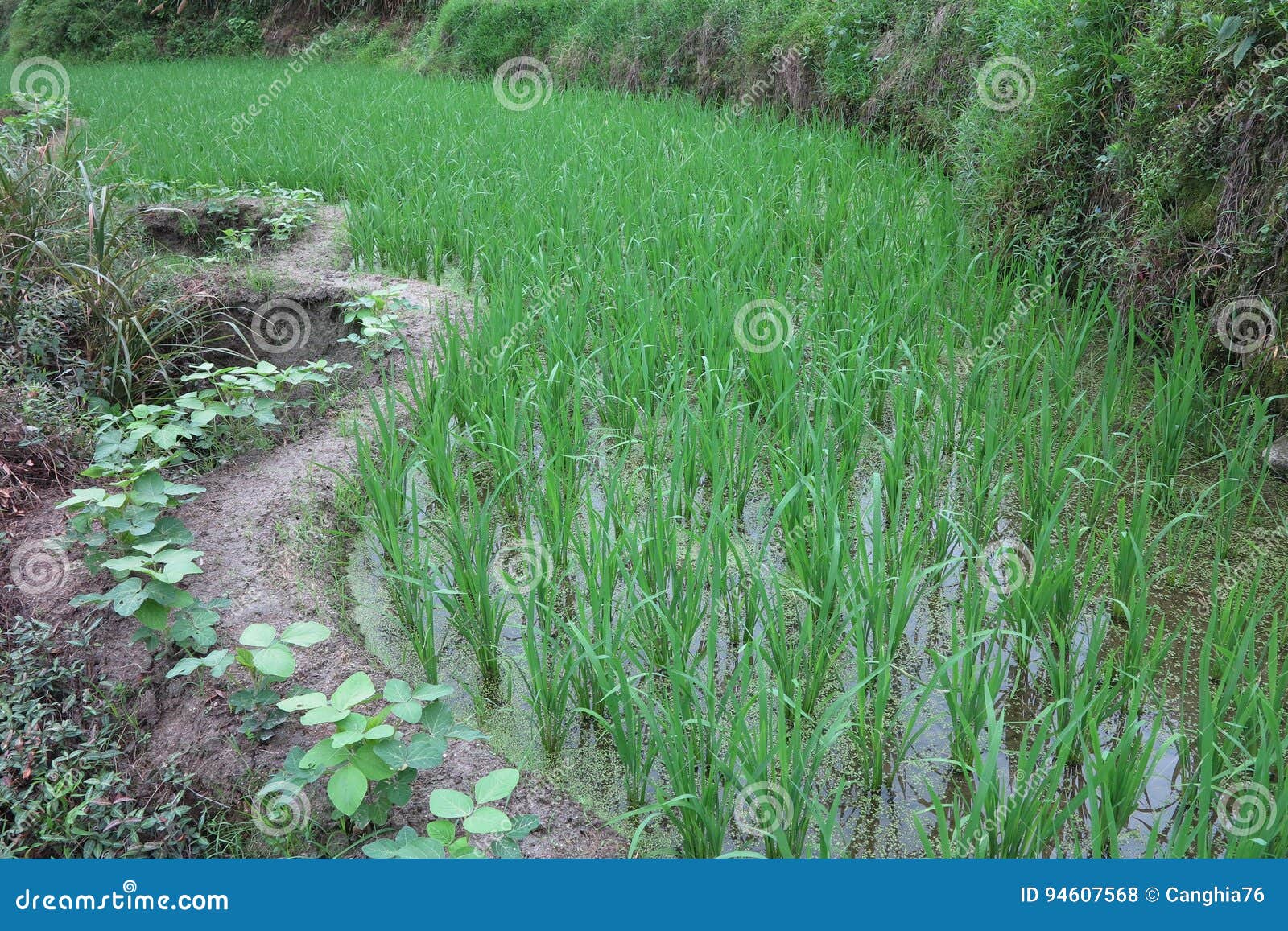 Rice and grain crops stock photo. Image of seedlings - 94607568