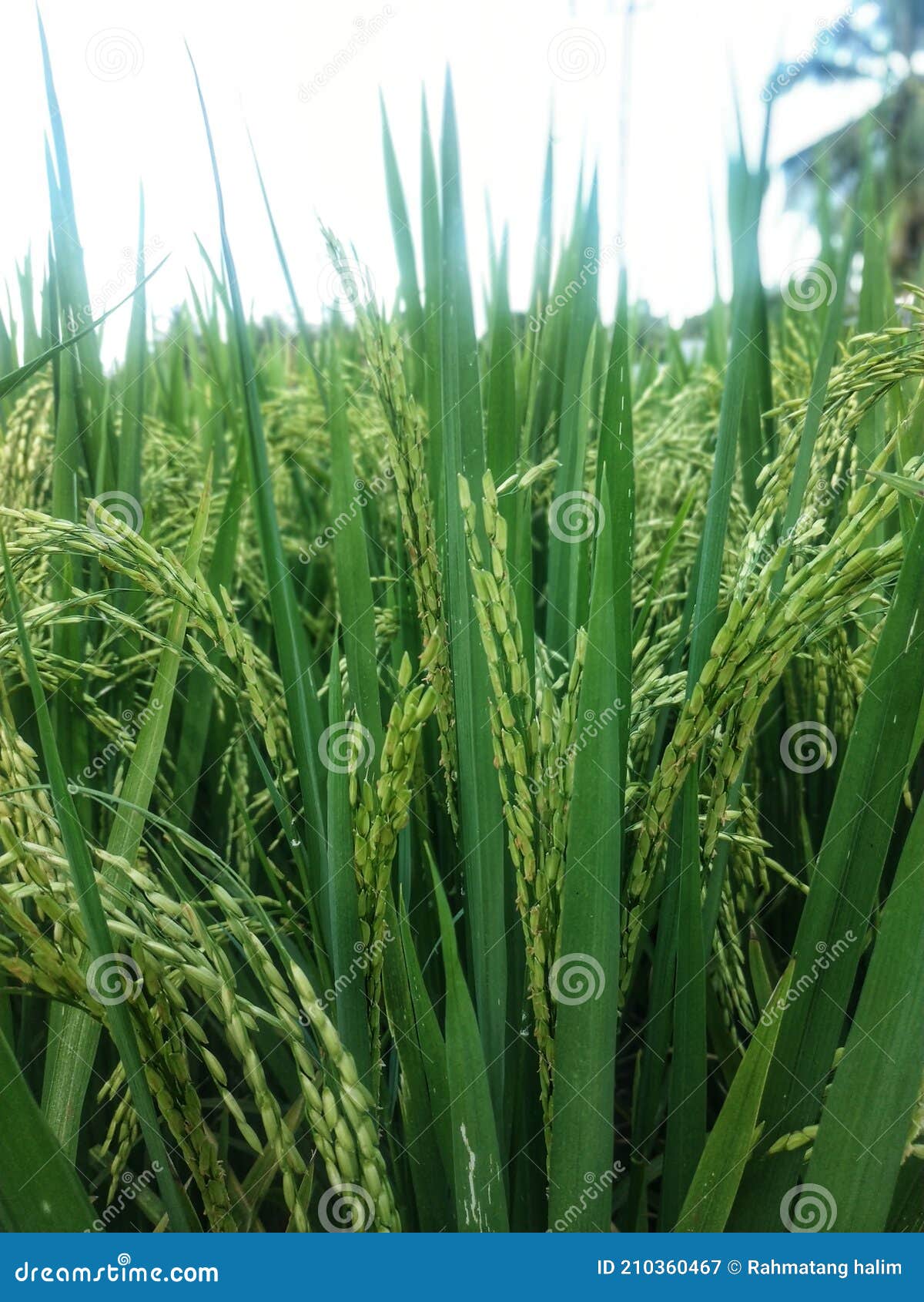 Rice and grain crops stock image. Image of herb, lawn - 210360467
