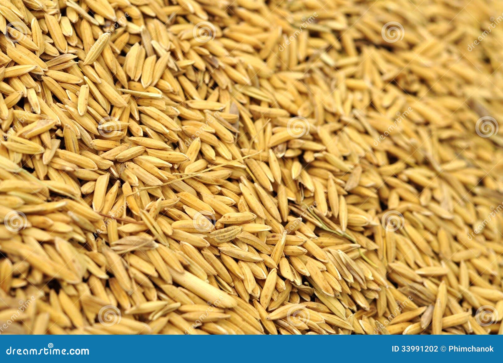 Rice grain in farm stock photo. Image of grain, crop - 33991202
