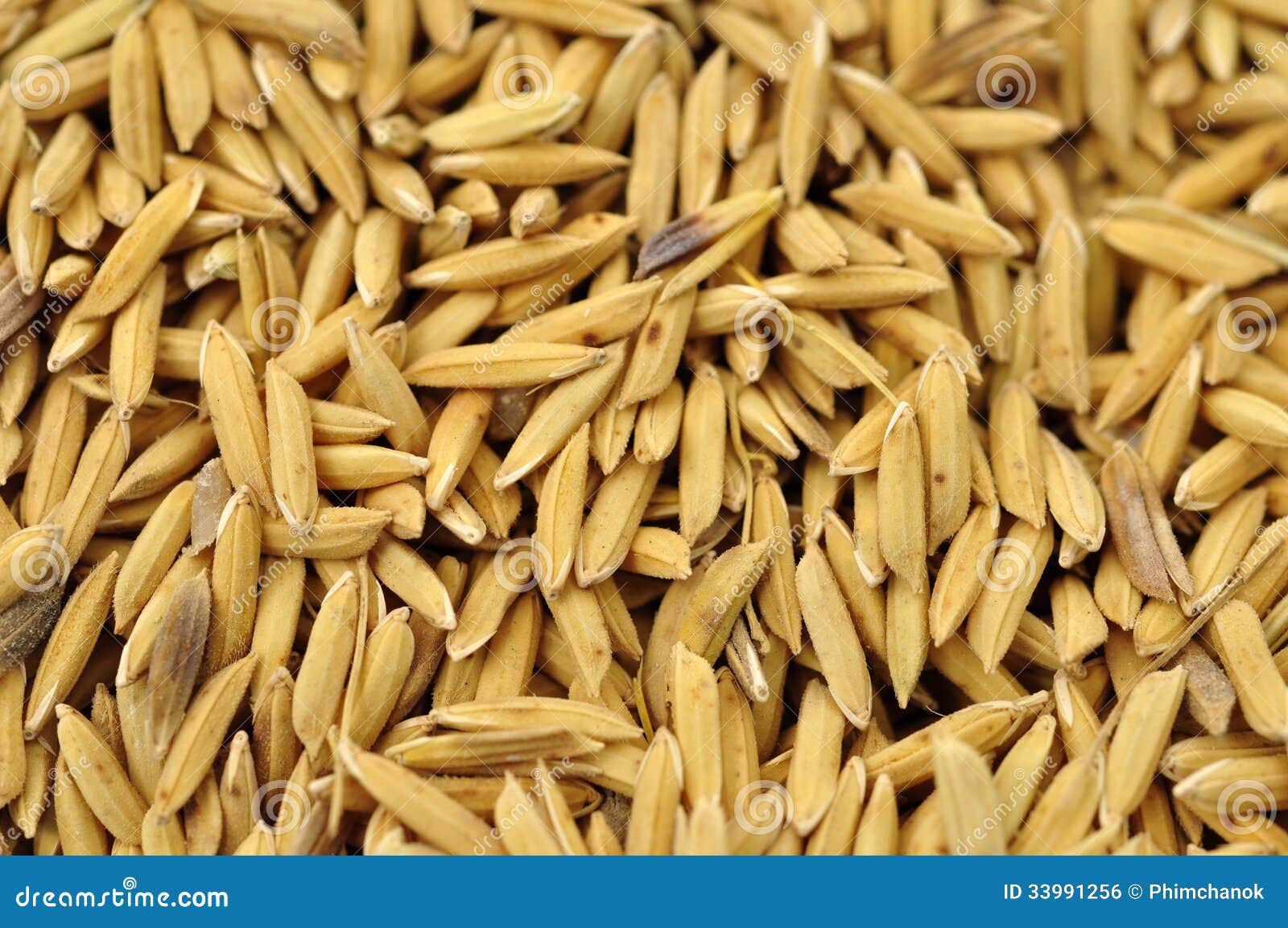 Rice grain in farm stock photo. Image of farmland, environment - 33991256