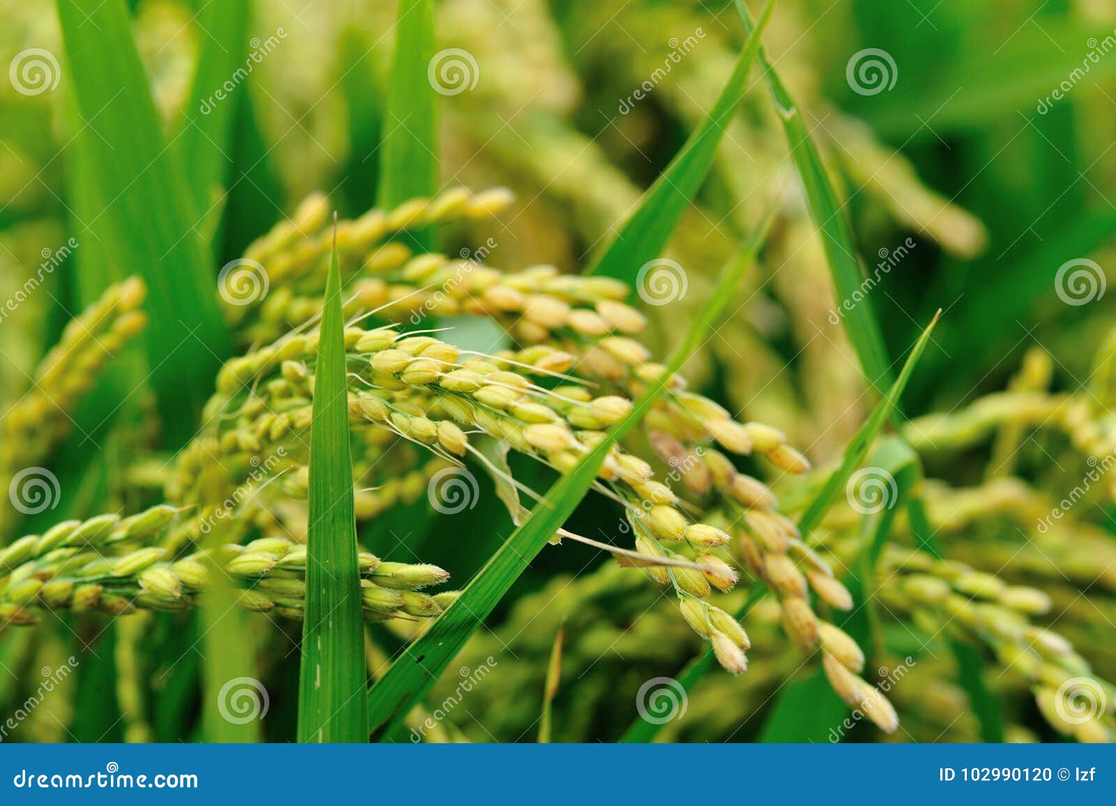 Rice grain at field stock photo. Image of macro, garden - 102990120