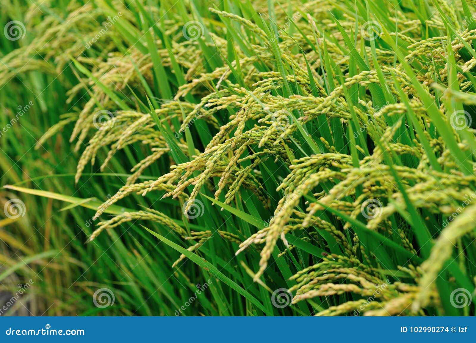Rice grain at field stock photo. Image of garden, rice - 102990274