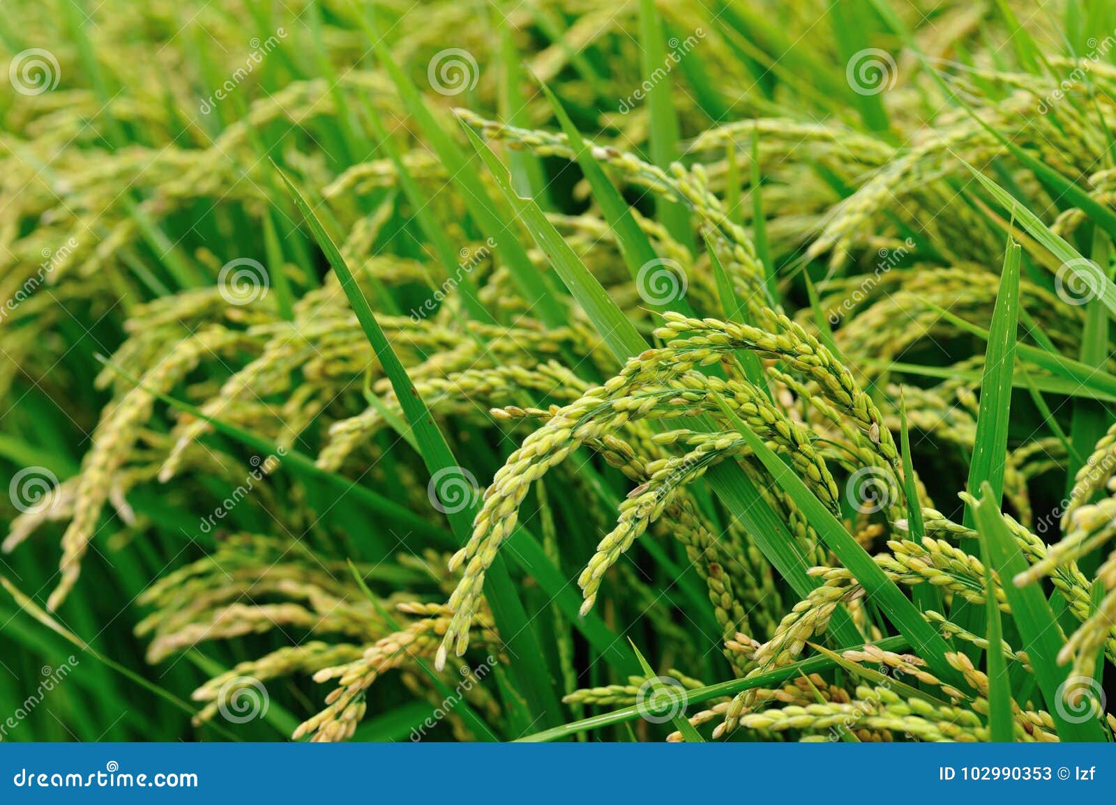 Rice grain at field stock image. Image of plant, green - 102990353