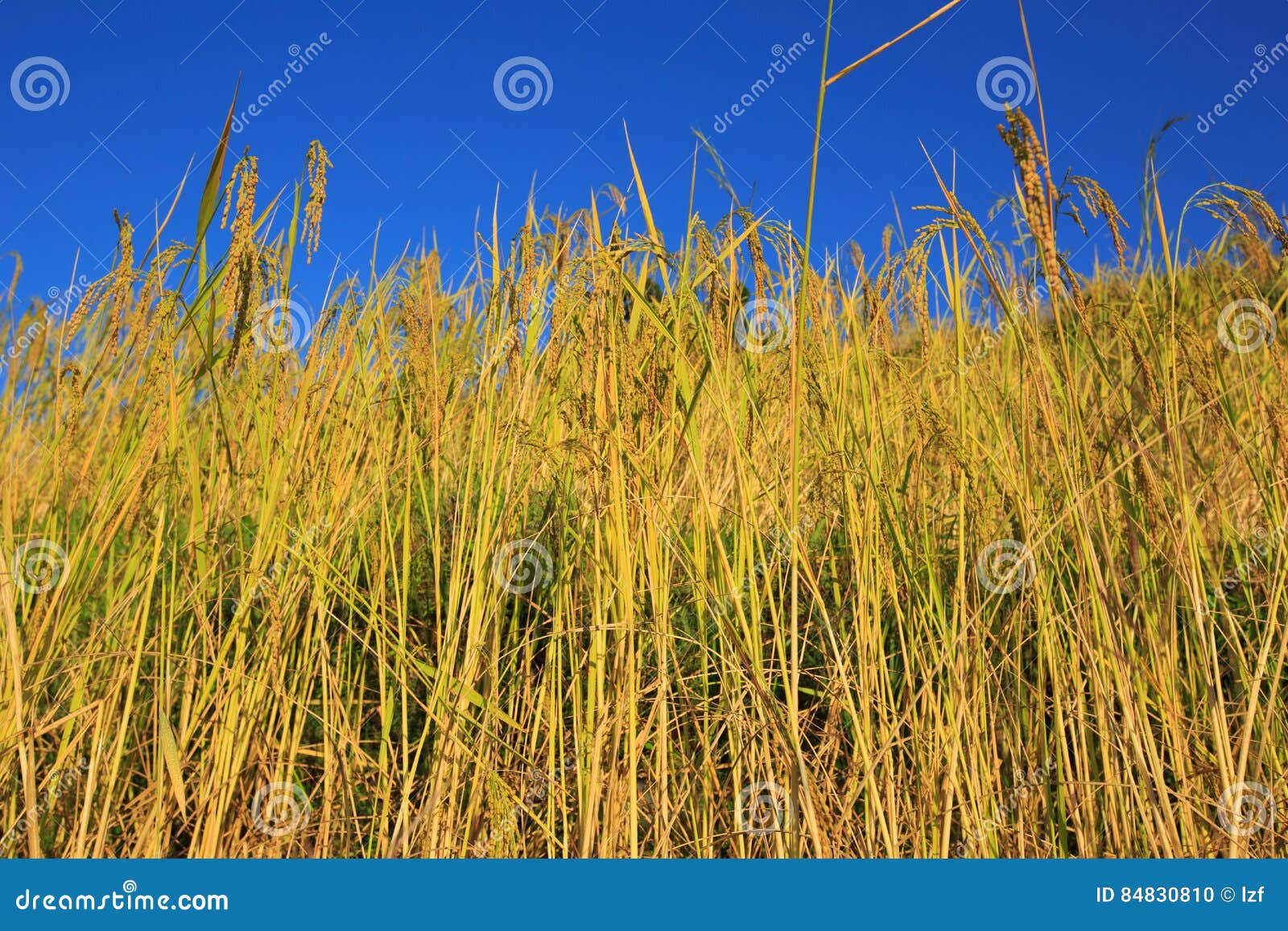 Rice grain in at field stock photo. Image of grain, agriculture - 84830810
