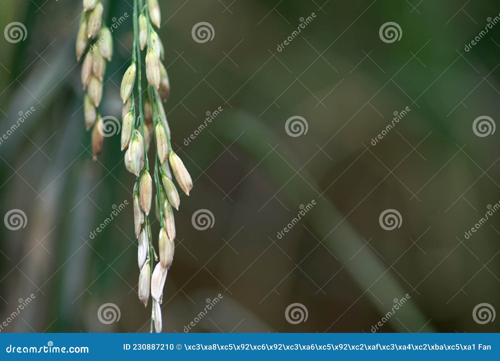 Rice in Grain Filling Outdoors Stock Photo - Image of south, term ...