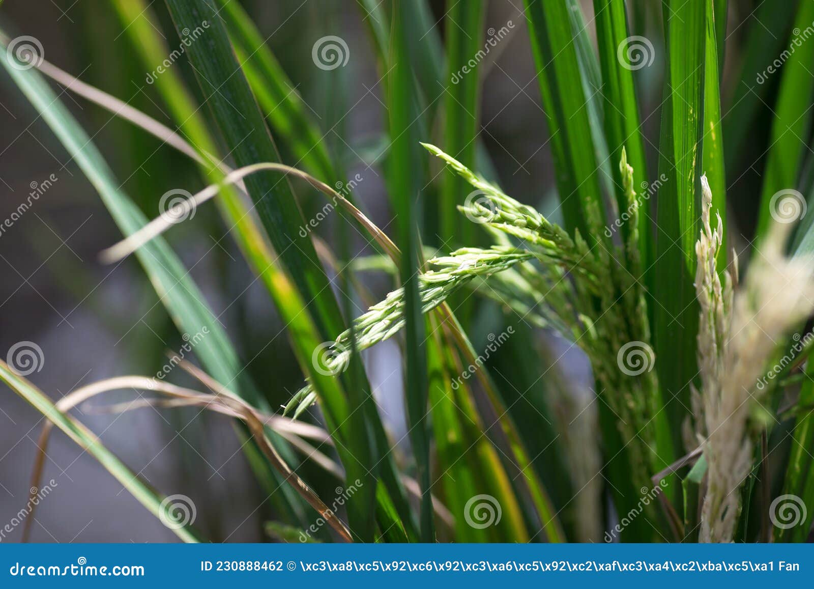 Rice at Grain Filling Stage Stock Photo - Image of outdoor, filling ...