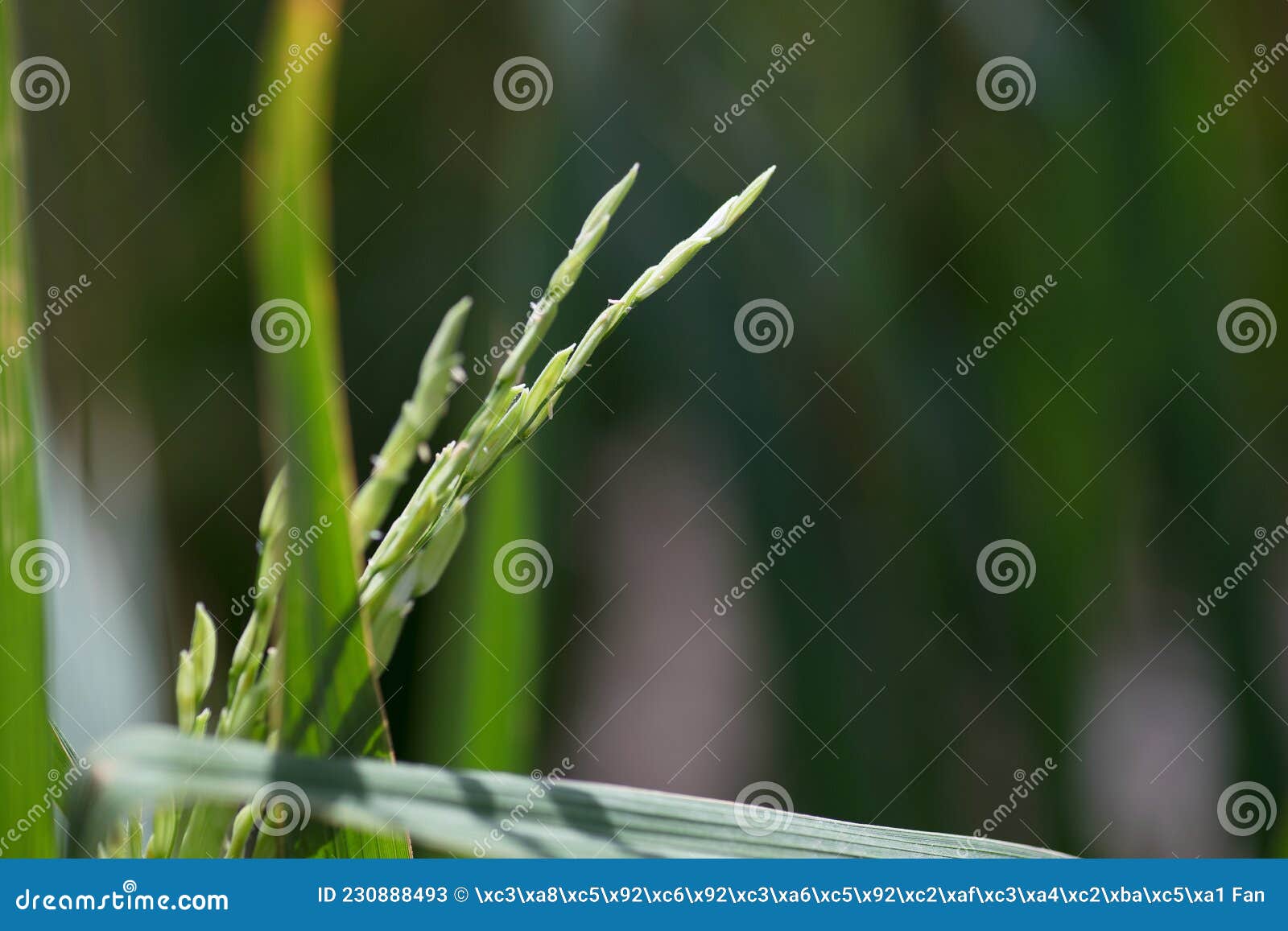 Rice at Grain Filling Stage Stock Image - Image of agriculture, dried ...