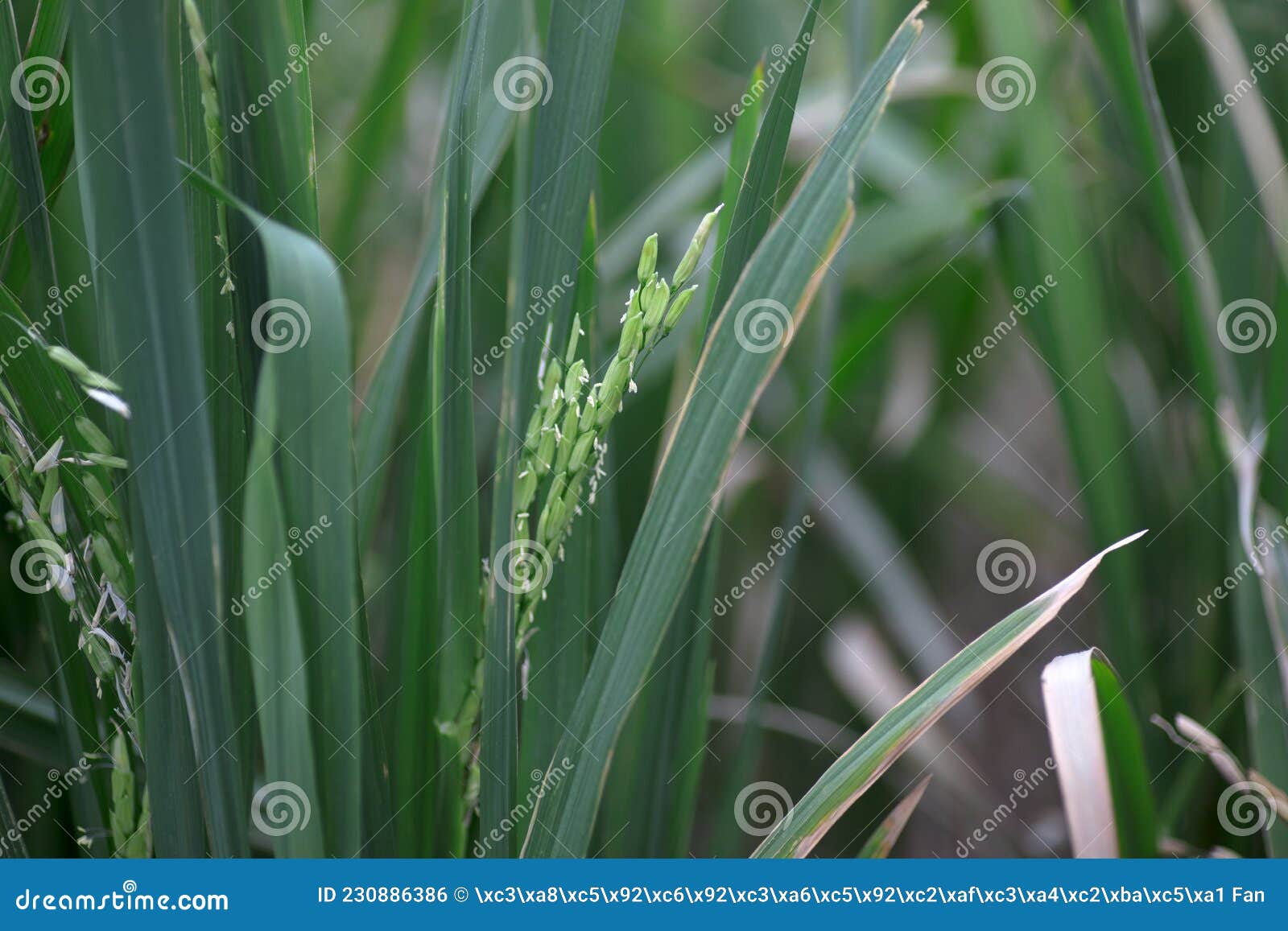 Rice in Grain Filling in Summer Stock Photo - Image of farming ...