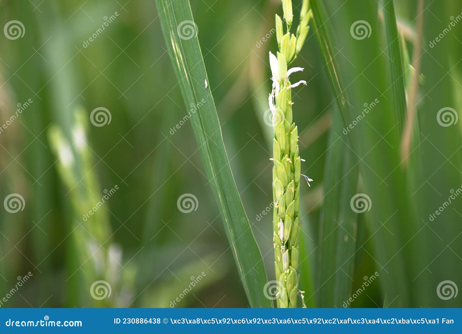 Rice in Grain Filling in Summer Stock Photo - Image of outdoor, staple ...