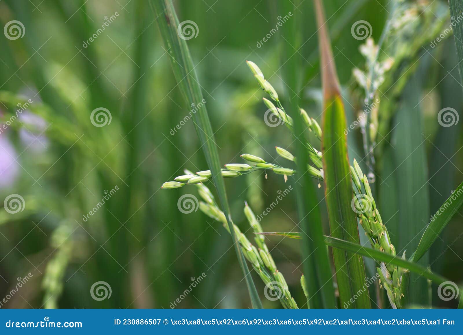 Rice in Grain Filling in Summer Stock Image - Image of xiaoman, tree ...