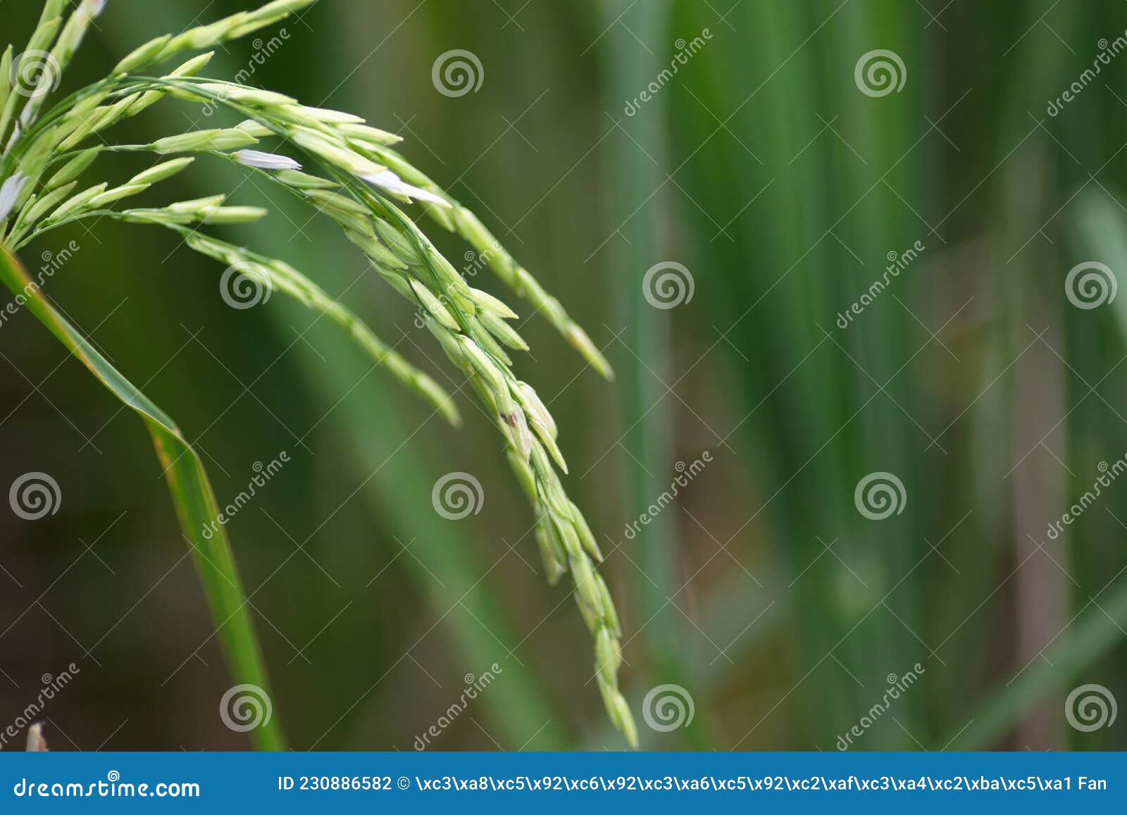 Rice in Grain Filling in Summer Stock Photo - Image of field, spike ...
