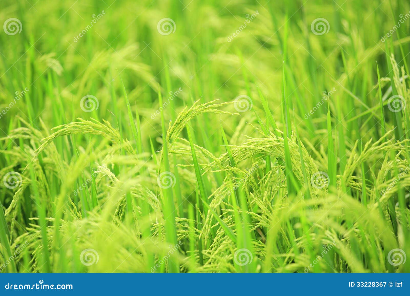 Rice grain grow in field stock image. Image of growth - 33228367