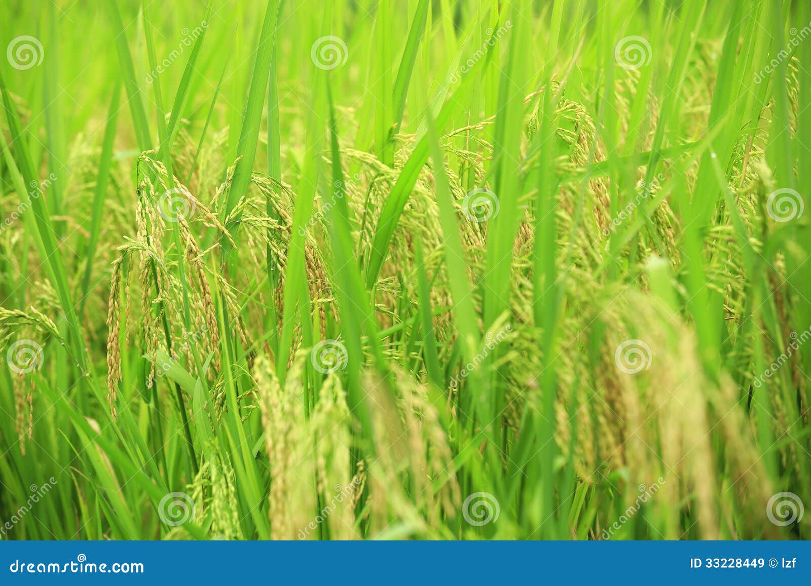 Rice grain grow in field stock image. Image of growth - 33228449
