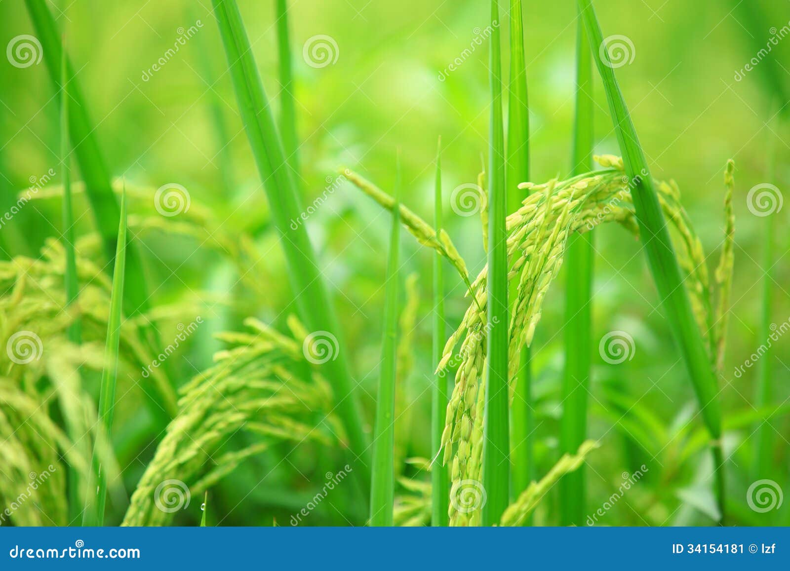Rice grain grow stock image. Image of farmer, botany - 34154181