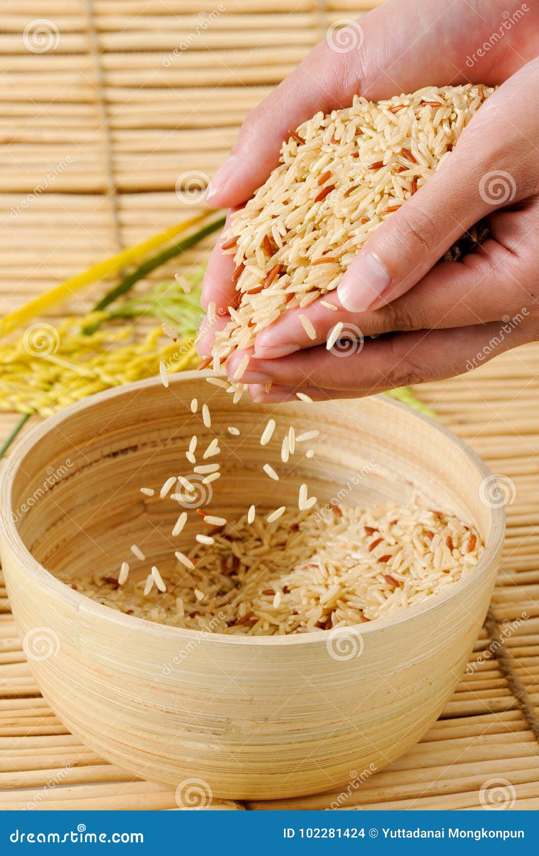 Rice grain stock photo. Image of woman, food, grain - 102281424