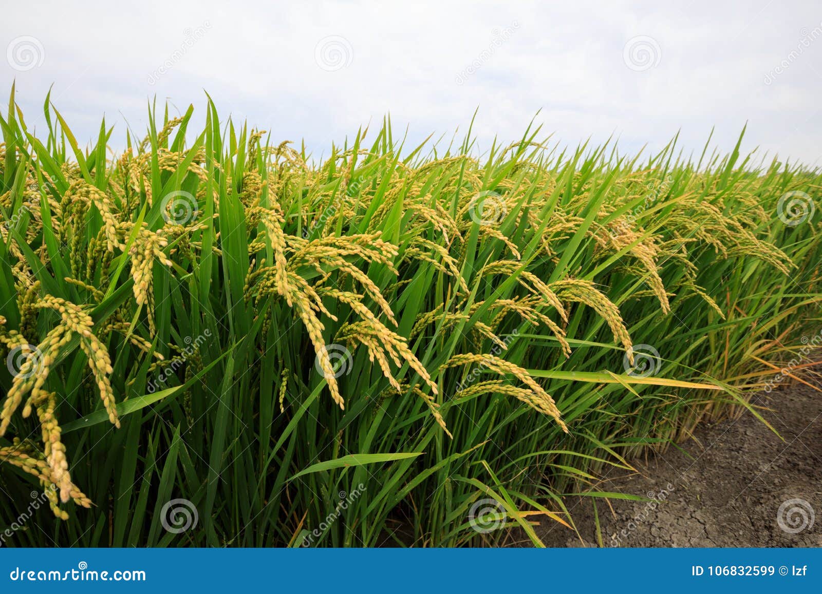 Rice Grain Plants in Growth Stock Image - Image of landscape, chinese ...