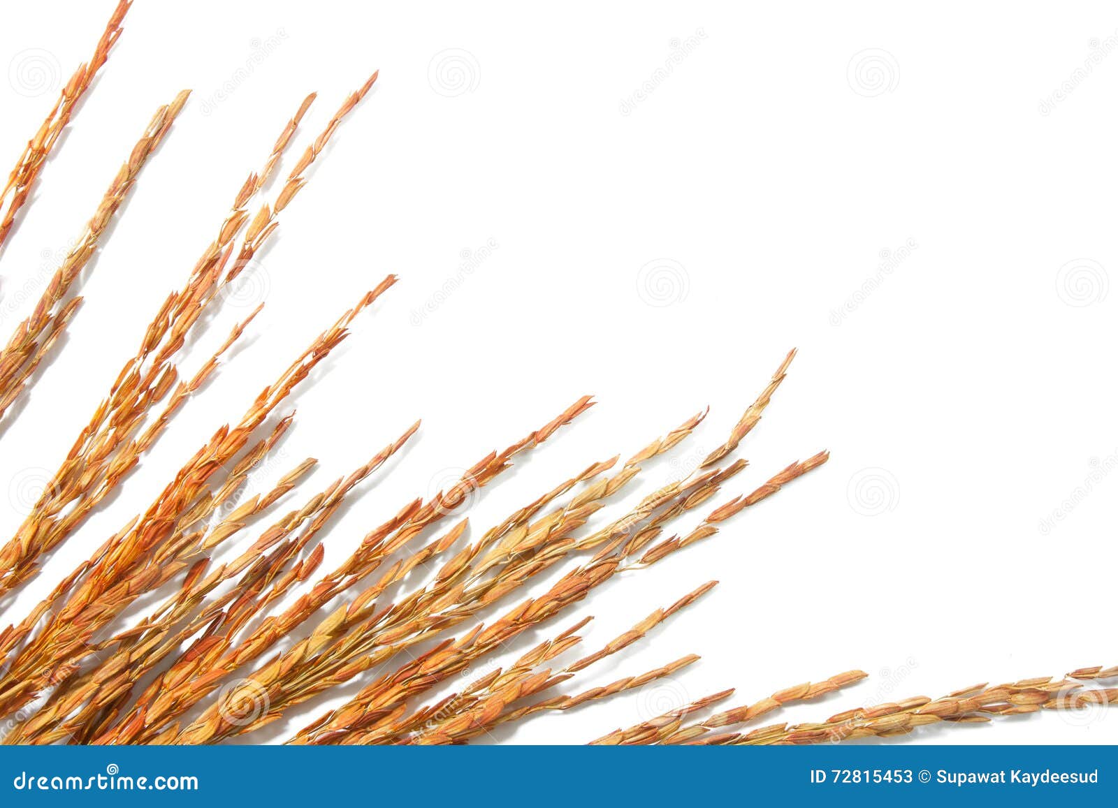Rice grain and stalks stock image. Image of husk, products - 72815453