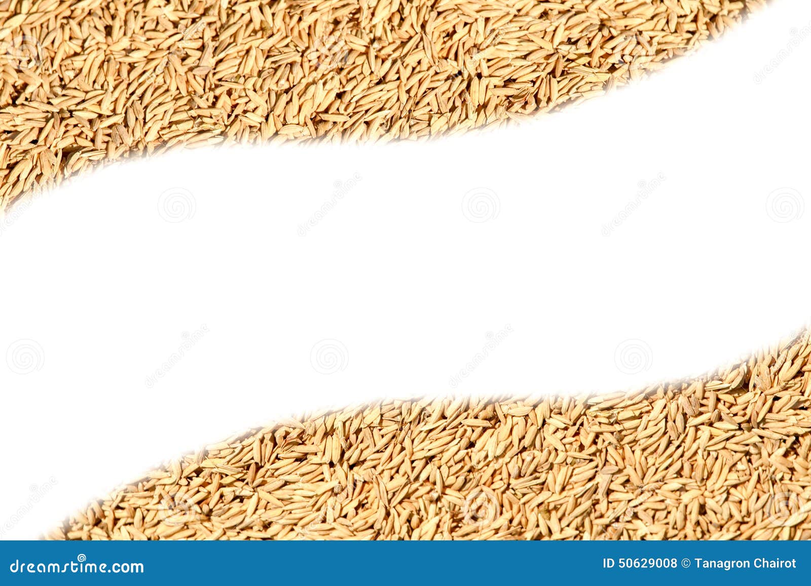 Rice grain stock photo. Image of food, paddy, nature - 50629008