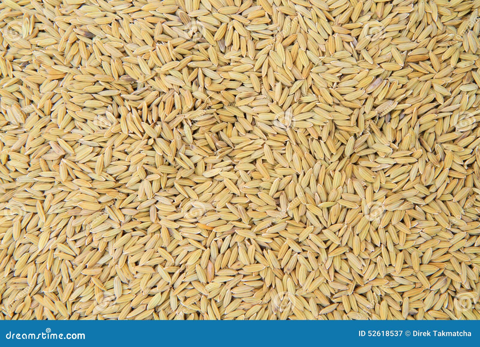 Rice grain stock image. Image of culture, agriculture - 52618537
