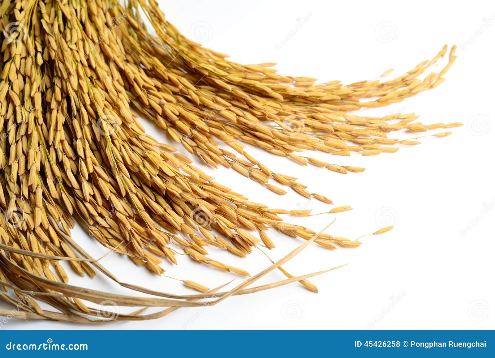 Rice grain stock photo. Image of ingredient, stem, rice - 45426258