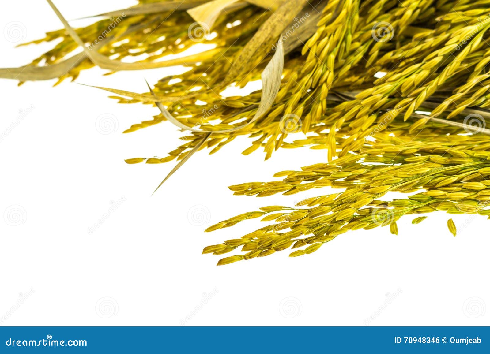 Rice grain stock photo. Image of plant, agriculture, produce - 70948346