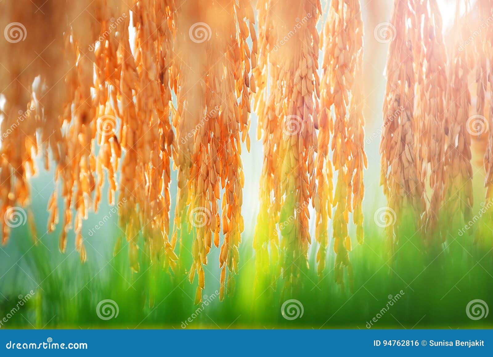 Rice grain. stock photo. Image of green, wheat, yellow - 94762816