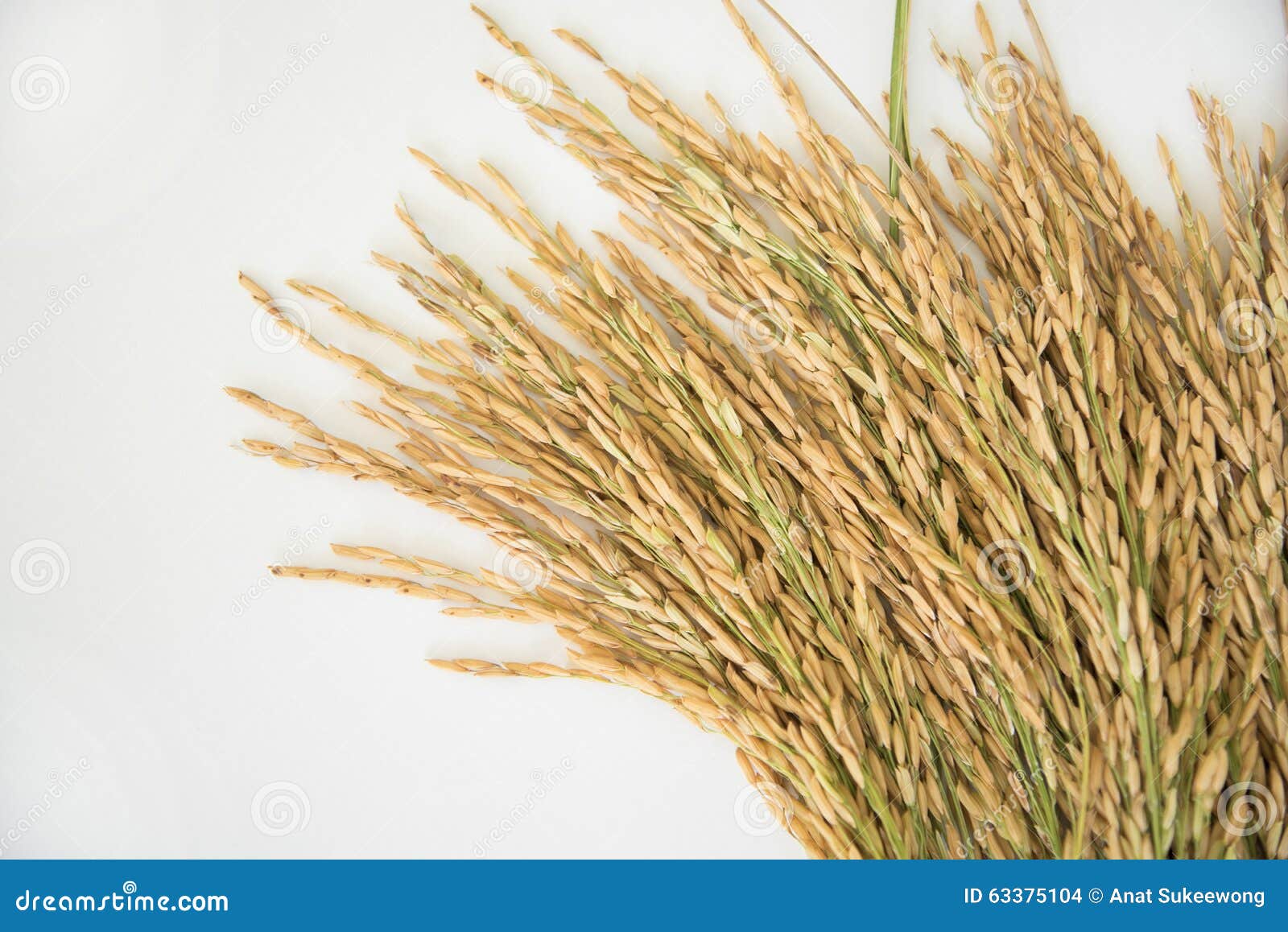 Rice Grain Yield or Golden Rice Spikes Stock Photo - Image of bunch ...