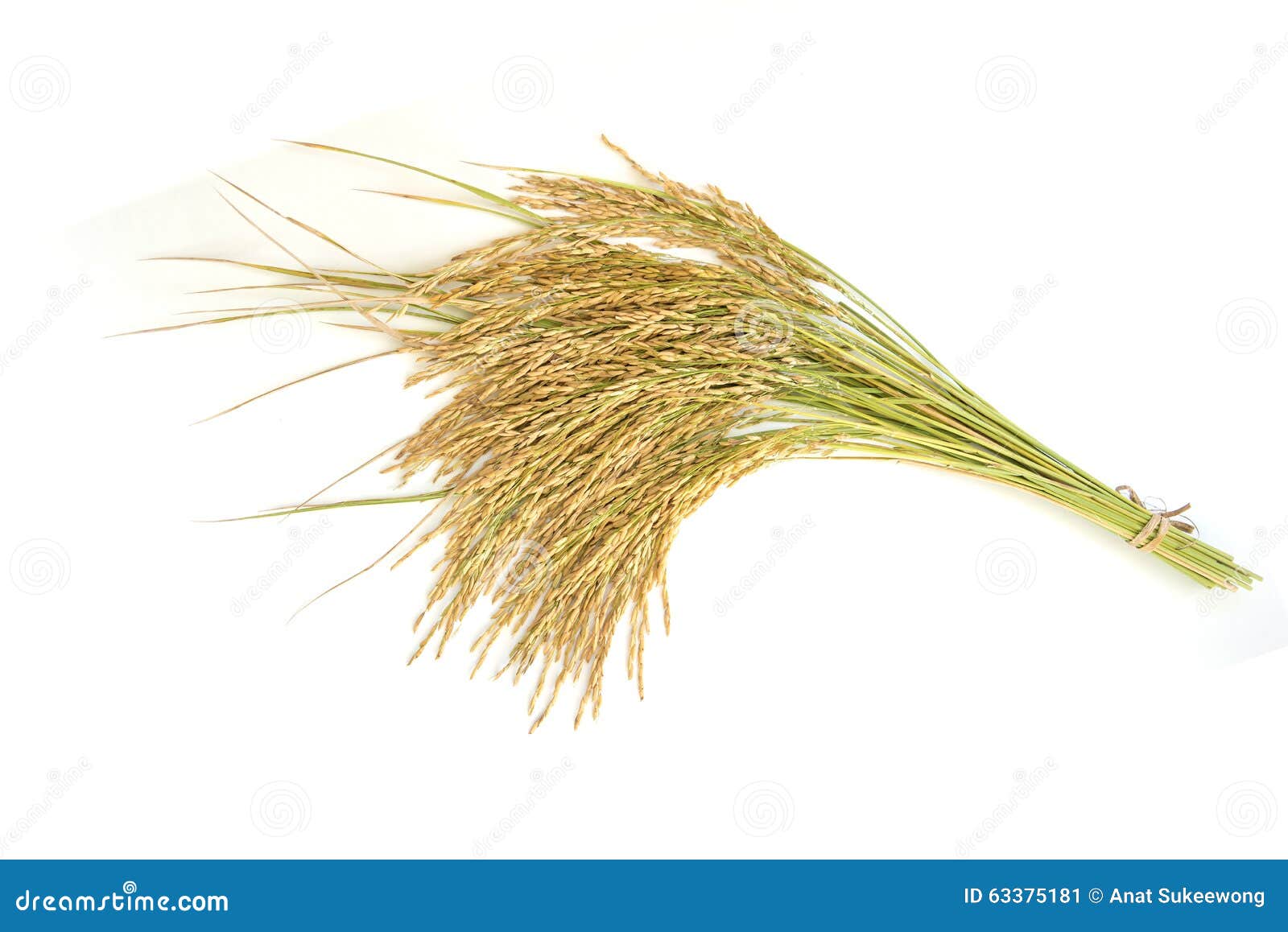 Rice Grain Yield or Golden Rice Spikes Stock Image - Image of concept ...