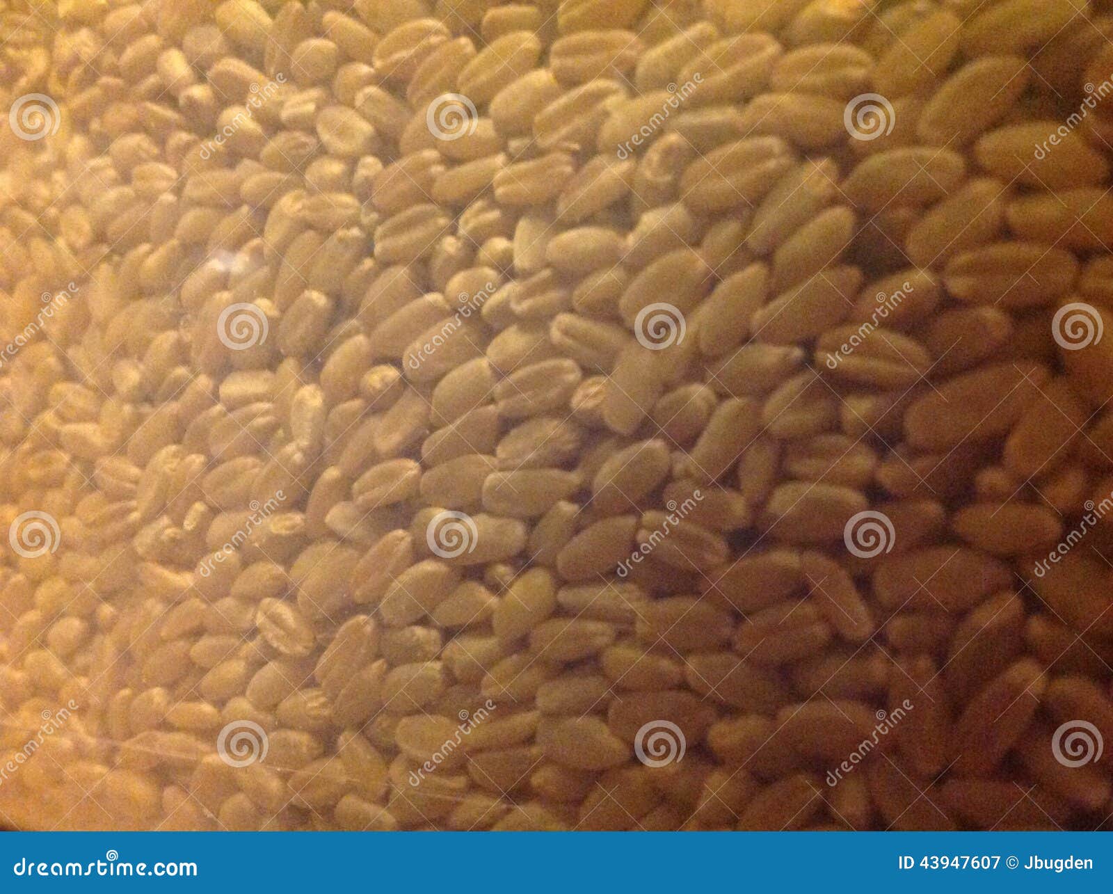 Organic Whole Wheat Grain Background Stock Image - Image of wheat, meal ...