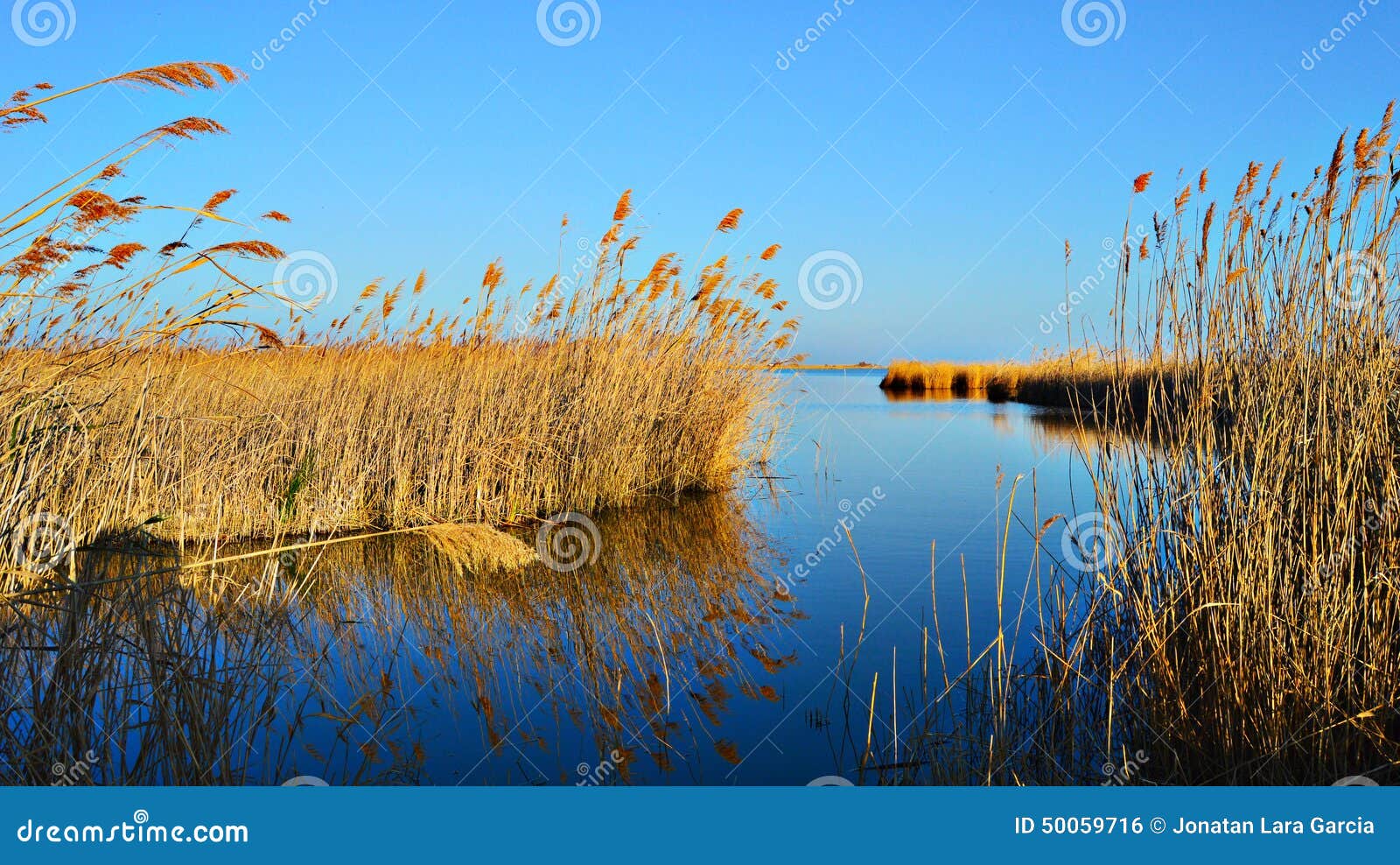 Rice grains stock photo. Image of rice, ebro, reflex - 50059716