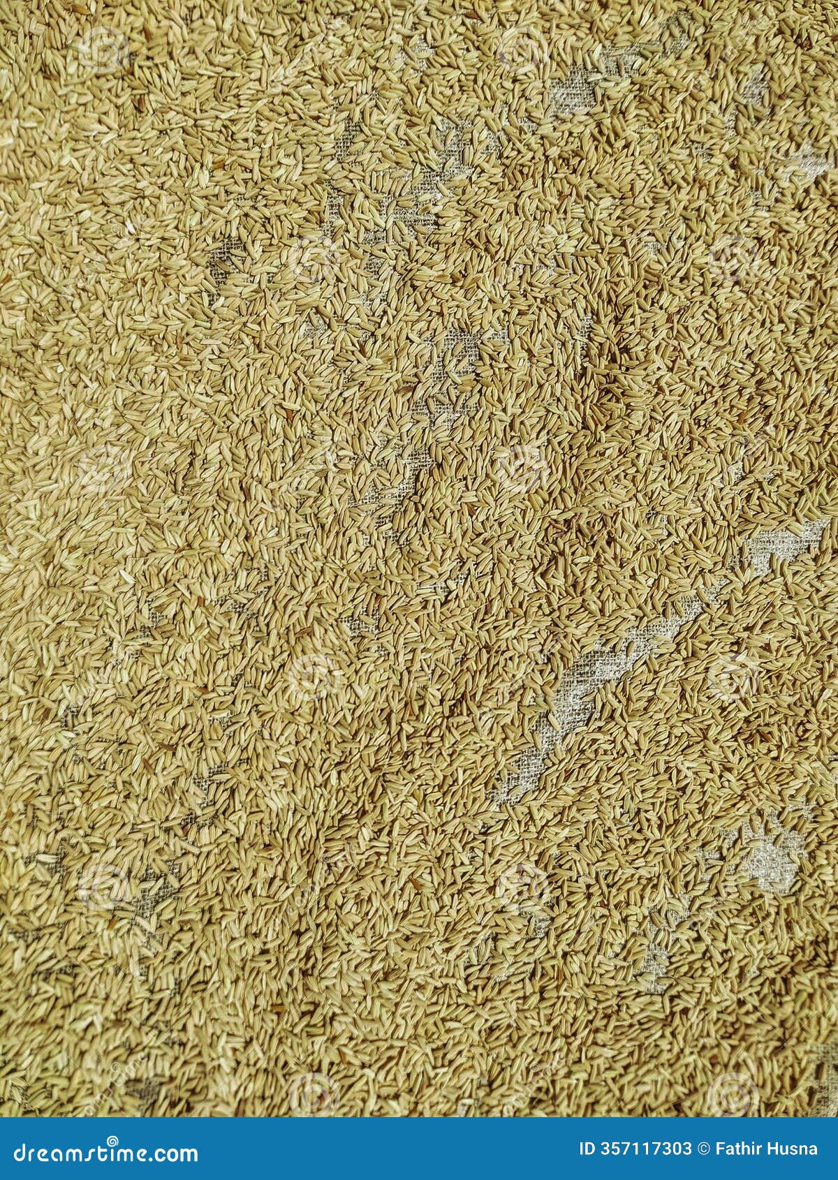 Rice Grains when Dried Manually in the Hot Sun Stock Image - Image of ...