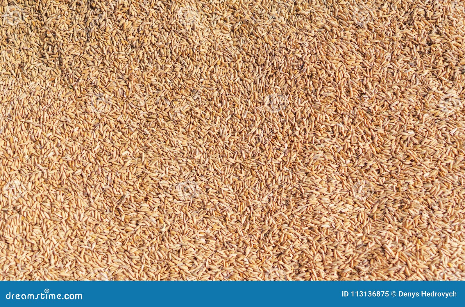 Rice Grains Dry Under Sunlight Stock Image - Image of asia, harvest ...