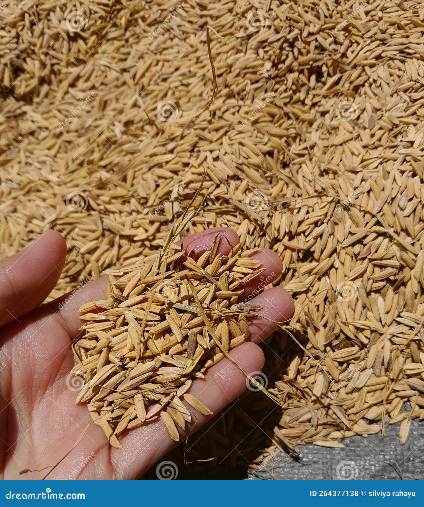 Rice Grains Drying in the Sun Stock Photo - Image of snack, agriculture ...