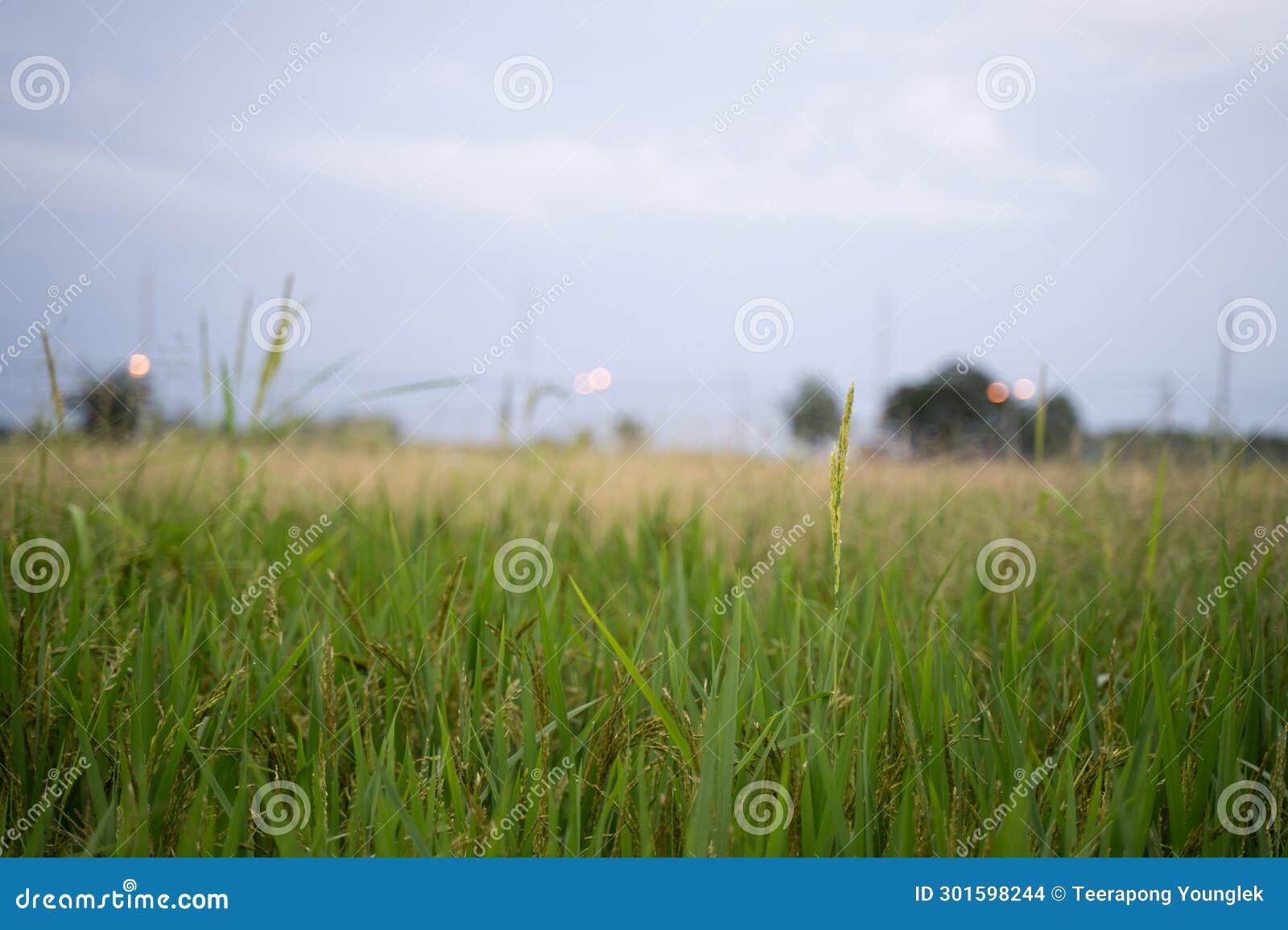 Rice Grains in Ears of Rice Green Rice Fields Background Blurred Light ...
